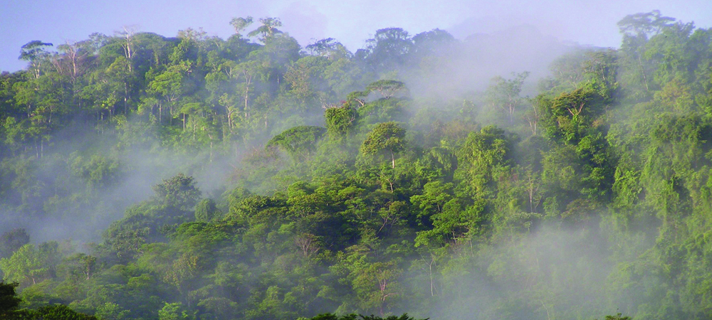 Tropenstation La Gamba